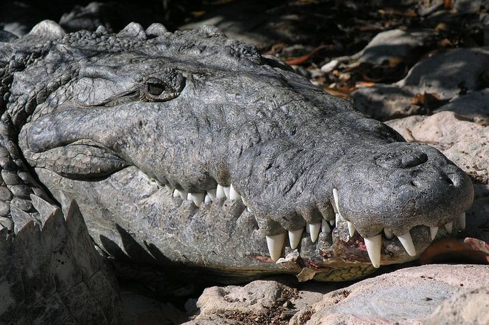 Ada Buaya yang Makan Buah, Ini Hewan yang Punya Menu Makan Unik! - Bobo