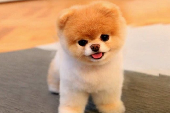 Netizen Turut Bersedih Karena Kematian Anjing Pomeranian Ini. Kenapa ...