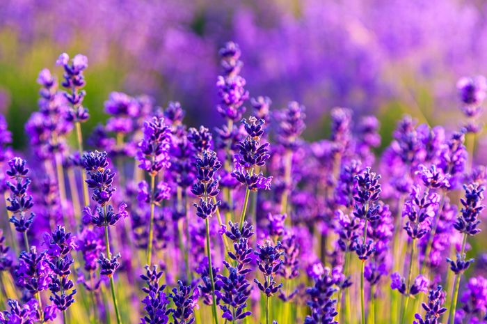 Bebas dari Tampilan Jorok, Ini 5 Tanaman Pengusir Lalat yang Efektif - Nova