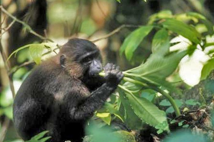 Unik, Kera Hitam Sulawesi Punya Kepala Suku, lo! Pernah Lihat? - Bobo