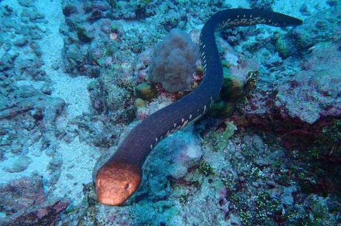 Selain Menggunakan Mata, Beberapa Ular Laut Bisa Mendeteksi Cahaya ...