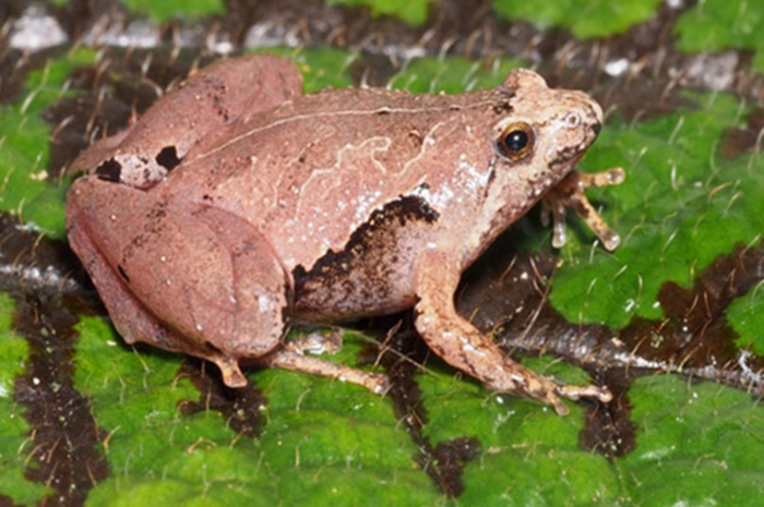 Kulit Menyerupai Batik, Katak Jenis Baru Kembali Ditemukan di Indonesia ...