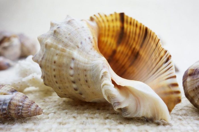 Tes Kepribadian: Bentuk Kerang Pilihanmu Akan Ungkap Karakter Dirimu ...