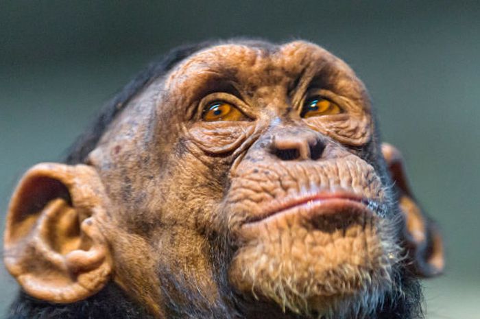 Simpanse Ini Jadi Stres Setelah Minum Air di Botol dari Pengunjung yang ...