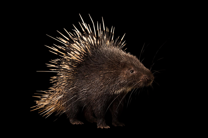 Situasi Darurat: Perburuan dan Eksploitasi Landak di Indonesia - Semua ...