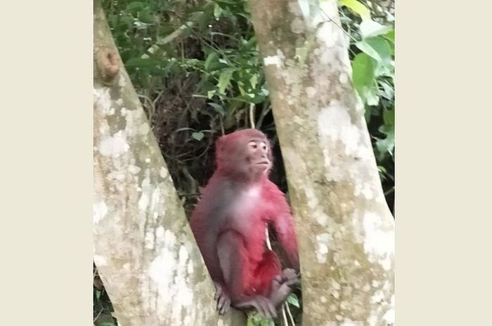 Nasib Murung Seekor Monyet Ditinggal Kawanannya Karena Punya Warna Bulu ...