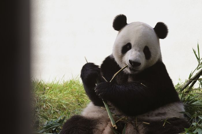 Dulu Panda Suka Makan Daging, Kenapa Sekarang Hanya Makan Bambu? - Bobo