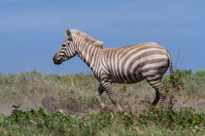 Zebra “Pirang” yang Langka Tertangkap Kamera di Alam Liar Afrika ...