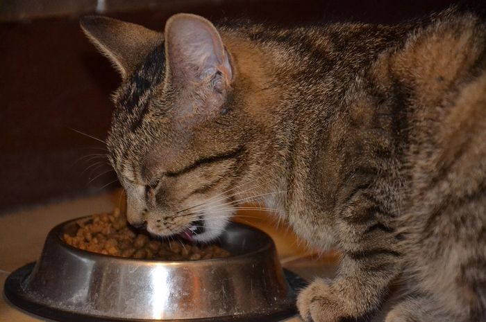Beri Makan Kucing Tua dengan Baik dan Benar, yuk! Seperti Apa Caranya ...
