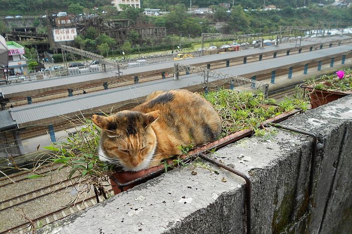 Kota Pertambangan Ini Berubah Menjadi Kota Kucing, Kok Bisa? - Bobo