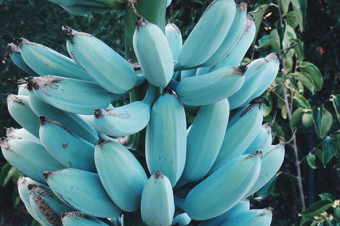 Punya Rasa Seperti Es Krim, Pisang Biru Jawa Miliki Banyak Manfaat ...