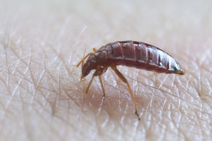 Wah, Ternyata Kutu Busuk Sudah Ada Sejak Zaman Dinosaurus, lo! - Bobo