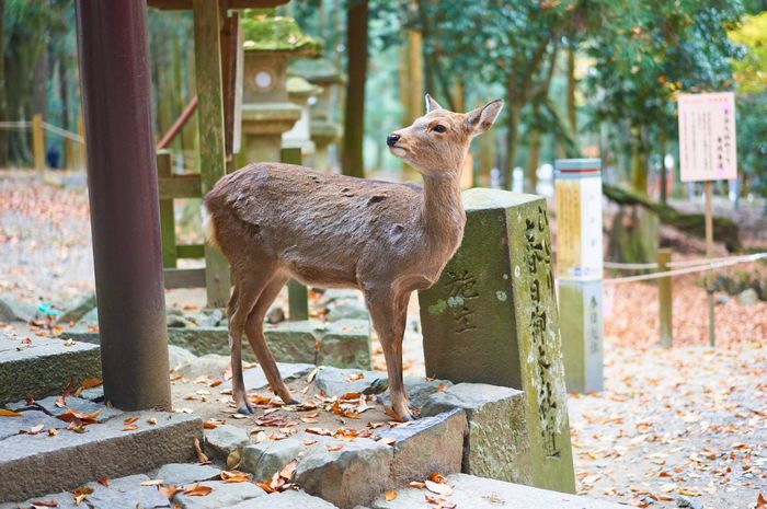 Sedih, Seekor Rusa di Jepang Mati dengan 3,2 Kilogram Plastik di ...