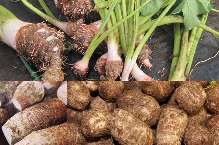 Ini 5 Manfaat Kesehatan Mengonsumsi Talas, Salah Satunya Turunkan Berat ...