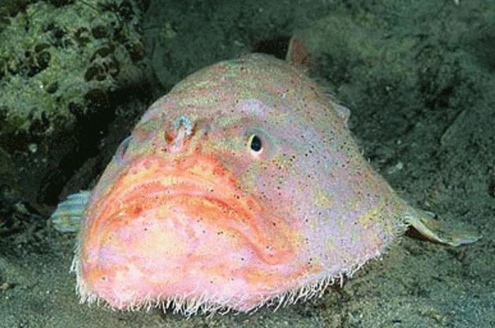 Unik, Ternyata Ada Ikan yang Punya Hobi Menahan Napas dalam Air - Hai