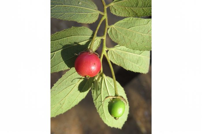 Jarang Diketahui, Ternyata Ini 8 Manfaat Tanaman Kersen Bagi Tubuh ...