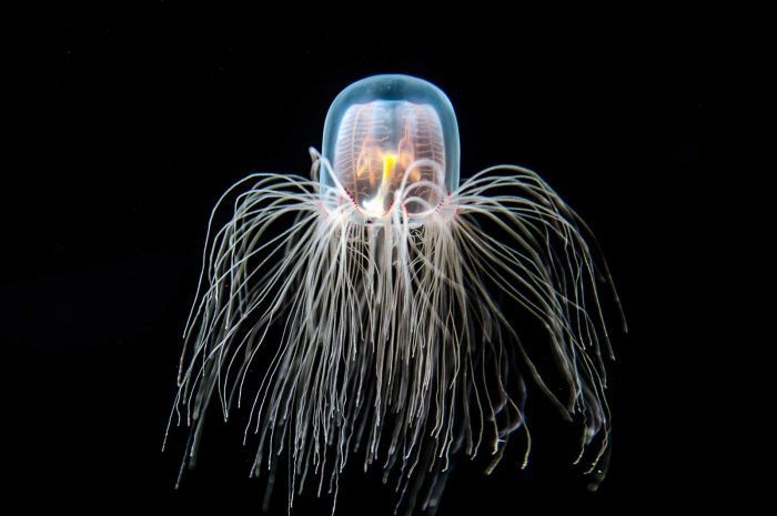 Turritopsis dohrnii, Ubur-ubur Abadi yang Bisa 'Mencurangi' Kematian ...