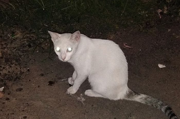 Ini Dia Rahasia Mata Kucing yang Terlihat Bersinar di Tempat Gelap - Bobo