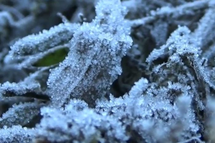 Kata Ahli Jadi Fenomena Biasa, Wisatawan Berlomba Abadikan Embun Beku ...