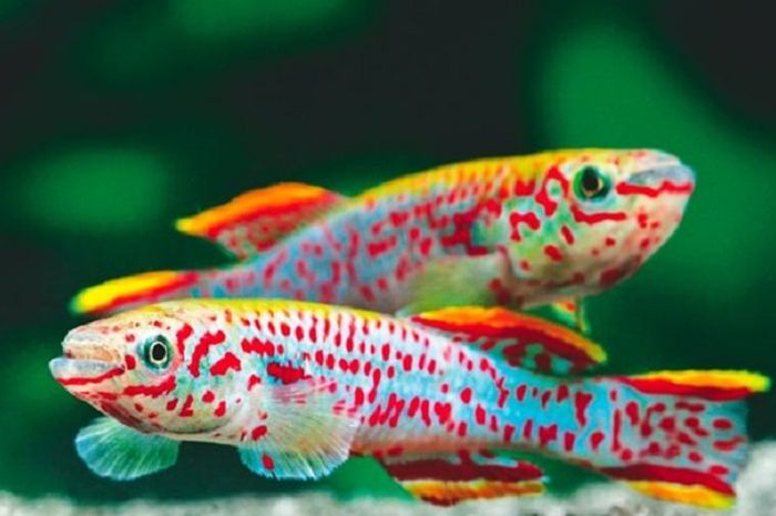 Wah, Telur Ikan KIllifish yang Sudah Dimakan Angsa Masih Bisa Menetas ...