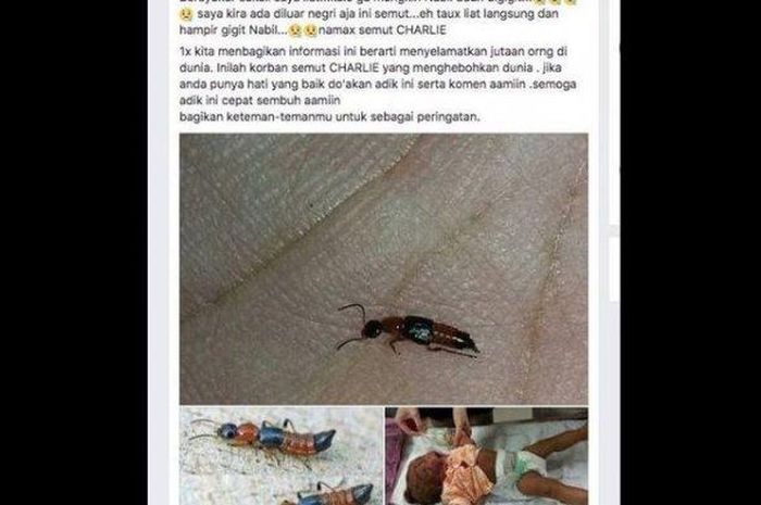 Fakta Seputar Semut Charlie yang Tengah Viral di Media Sosial - Intisari