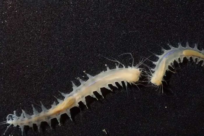 Siapa Sangka, Cacing Kecil Ini Ternyata Makhluk Paling Berisik di Laut ...