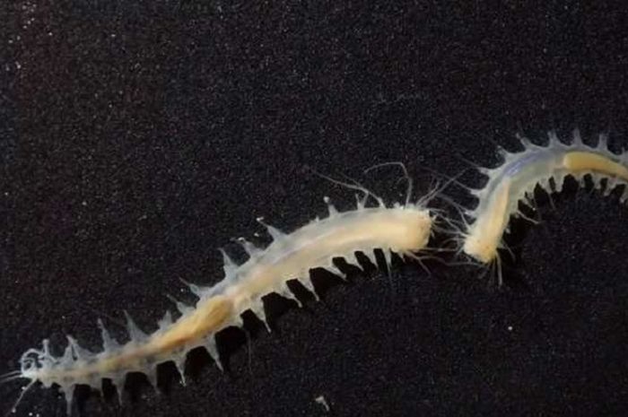 Cacing Laut Berukuran Kecil Ternyata Bisa Menghasilkan Suara Keras di ...