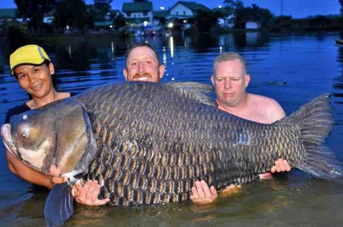80 Menit! Orang ini Sukses Pancing Ikan Mas Raksasa di Sebuah Danau ...