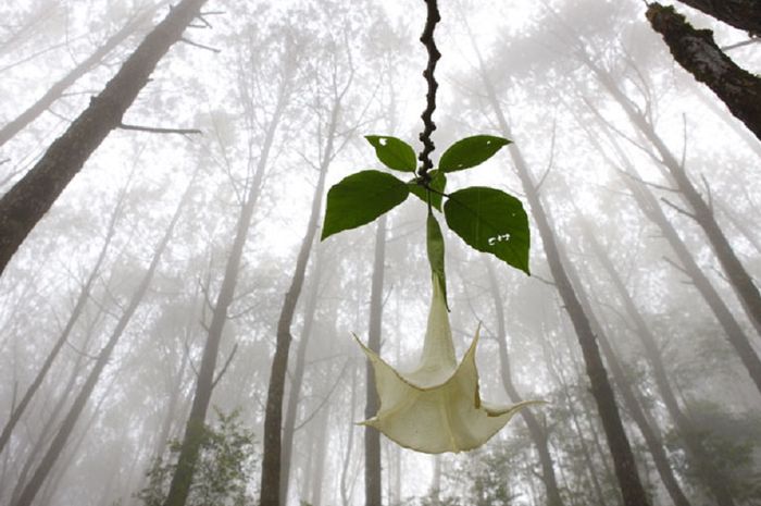 Kecubung, Bahan Narkoba Paling Mematikan di Dunia Itu Tumbuh di ...