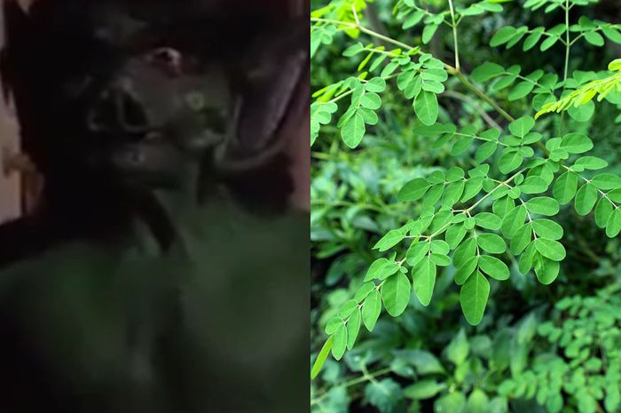 Sempat Viral Dijadikan Jimat Penangkal 'Kolor Ijo', Faktanya Kelor ...