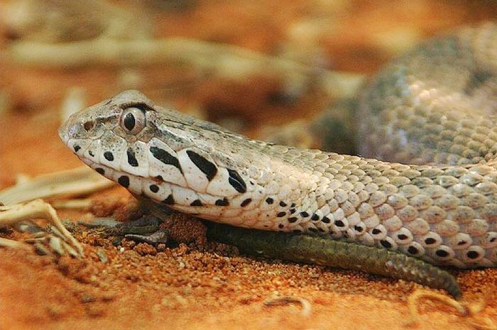 Ular Mematikan asal Australia yang Ditemukan di Papua Ini Renggut Nyawa ...