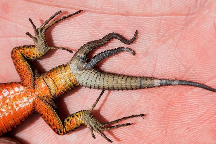 Dihargai Jutaan Rupiah dan Dianggap Pembawa Untung, Bagaimana Seekor ...