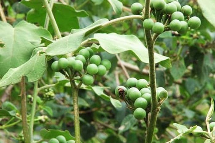 Bisanya Hanya Menjadi Tanaman Liar, Siapa Sangka Tanaman Ini Memiliki ...