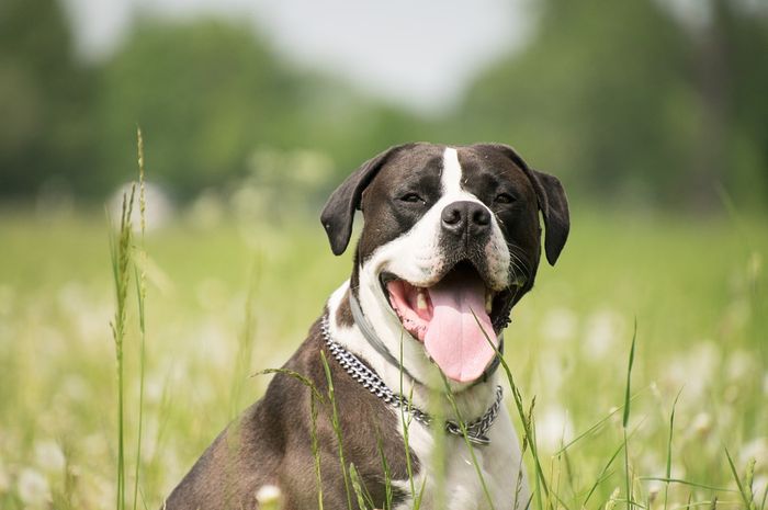 Sering Melihat Anjing Menjulurkan Lidahnya? Ternyata Ini Tujuannya - Bobo Sering Melihat Anjing Menjulurkan Lidahnya? Ternyata Ini Tujuannya - Bobo