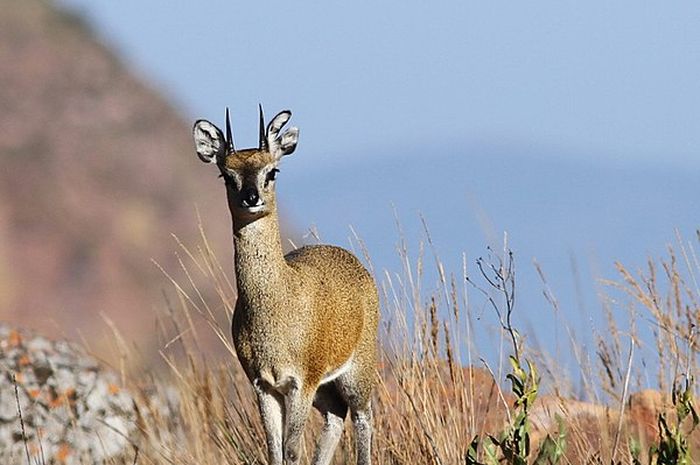 Klipspringer yang Terlihat Berjinjit dan Jago Melompat, Kenalan, yuk ...