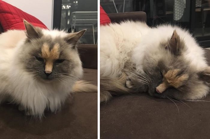 Punya Motif Bulu Mirip Kelamin Cowok di Jidat, Kucing Ini Viral - Semua ...