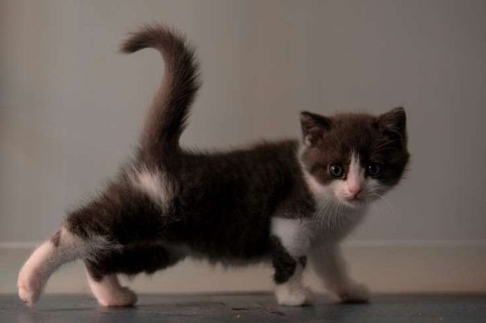 Viral 3 Cewek Injak Anak Kucing Sampai Mati, Ternyata 4 Kondisi ... Viral 3 Cewek Injak Anak Kucing Sampai Mati, Ternyata 4 Kondisi ...