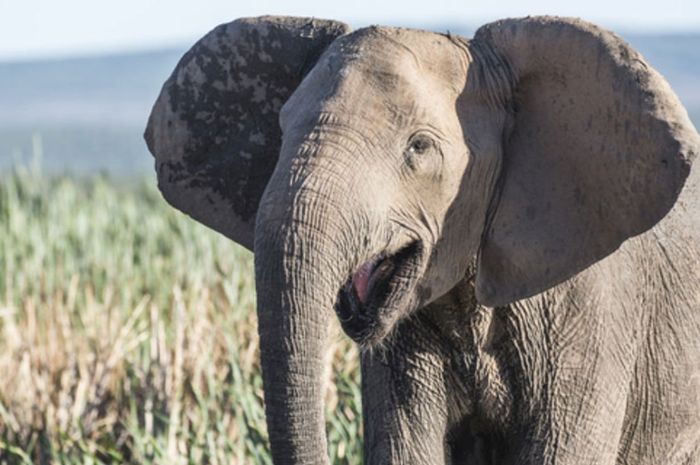 1.500 Gajah di Sabah Terancam Pemburu Liar, Gajah-gajah Sekarang ...