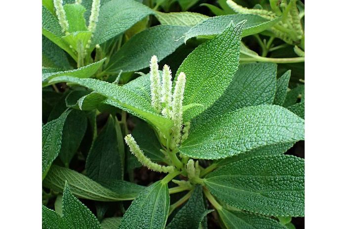 Tanaman Rami, Dimanfaatkan untuk Tekstil Sejak 6000 Tahun Lalu - Bobo