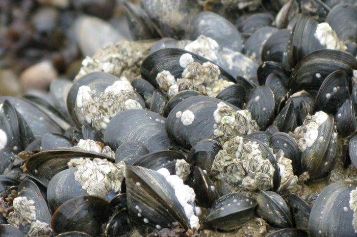 5 Fakta Unik Teritip, Hewan Laut yang Punya Lendir Kuat Seperti Lem - Bobo