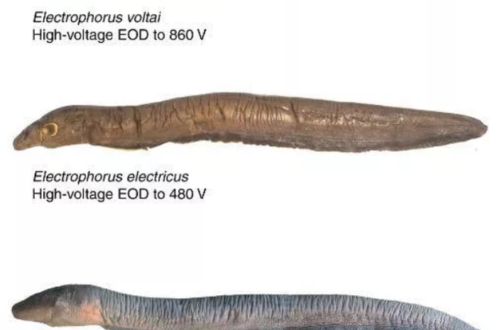 Electrophorus Voltai, Belut Listrik Dengan Tegangan 860 Volt - National ...