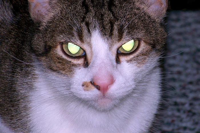 Mata Kucing Terlihat Bersinar dalam Gelap, Ternyata Ini Penyebabnya - Bobo Mata Kucing Terlihat Bersinar dalam Gelap, Ternyata Ini Penyebabnya - Bobo