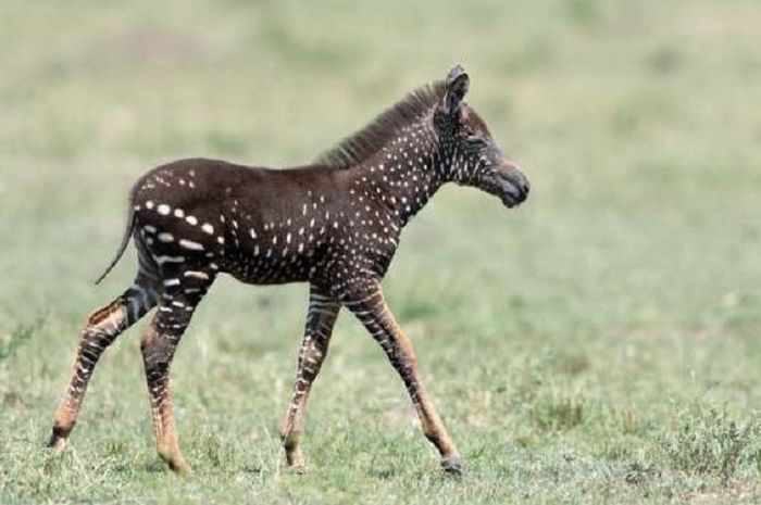Wah, Zebra di Kenya Ini Memiliki Tubuh dengan Corak Polka Dot - Bobo