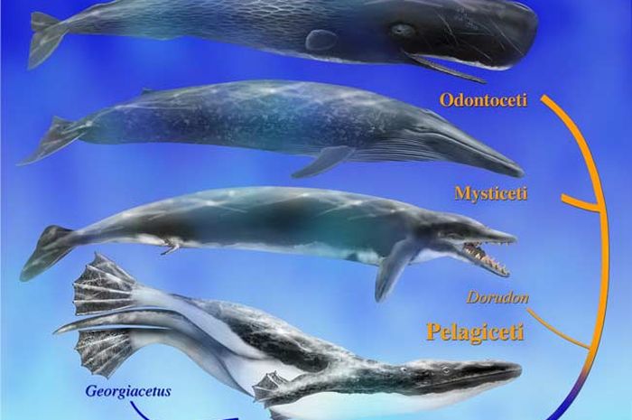 Panjangnya Capai 4 Meter, Benarkah Nenek Moyang Paus Dapat Berjalan di ...