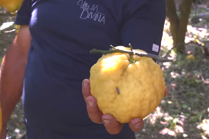 Wah, Lemon dari Italia Ini Ukurannya Bisa Mencapai Sebesar Kepala Orang ...