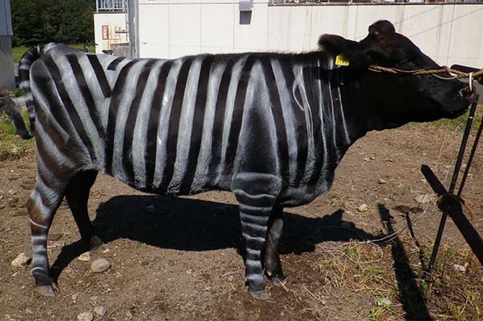 Untuk Membuktikan Fungsi Pola Garis pada Zebra, Peneliti Membuat Pola ...