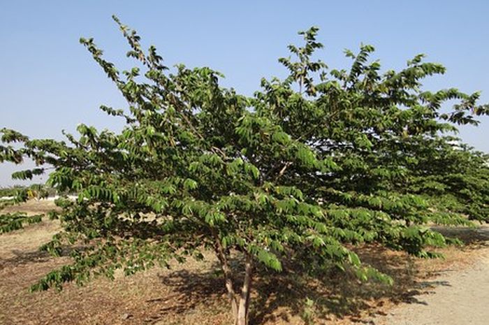 Biasa Tumbuh di Pinggir Jalan, Daun Kersen Ternyata Punya Manfaat Luar ...