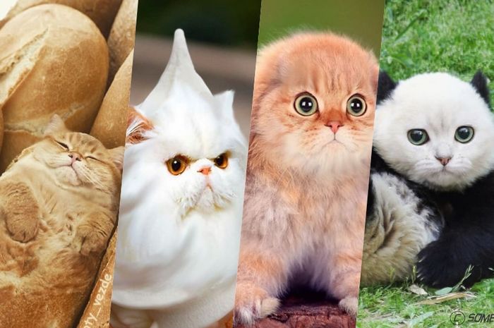 Muka-muka Kucing Ini Bisa Menyerupai Roti sampai Jadi Ice Cream - Hai