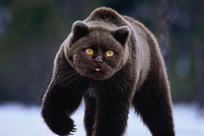 Nyeri Otot Hingga Sesak Napas, Ini 3 Risiko Saat Digigit Kucing ...