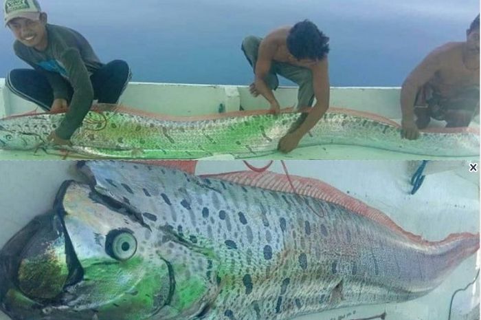 BMKG Buka Suara Perihal Kemunculan Ikan 'Pembawa Pesan' yang Disebut ...